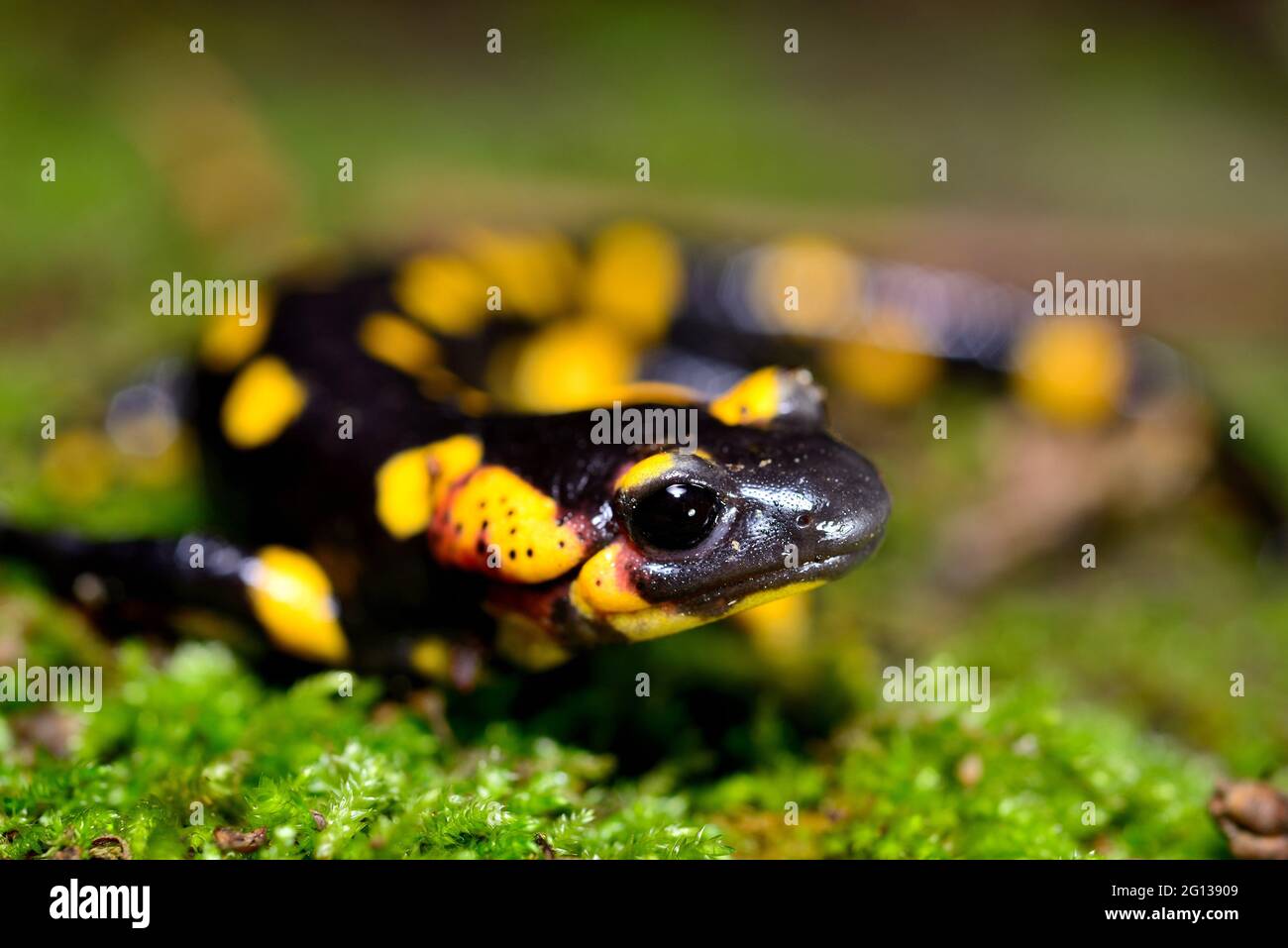 La salamandra hi-res stock photography and images - Alamy