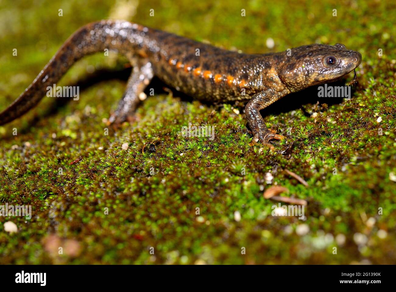 Spanish Ribbed Newt High Resolution Stock Photography and Images - Alamy
