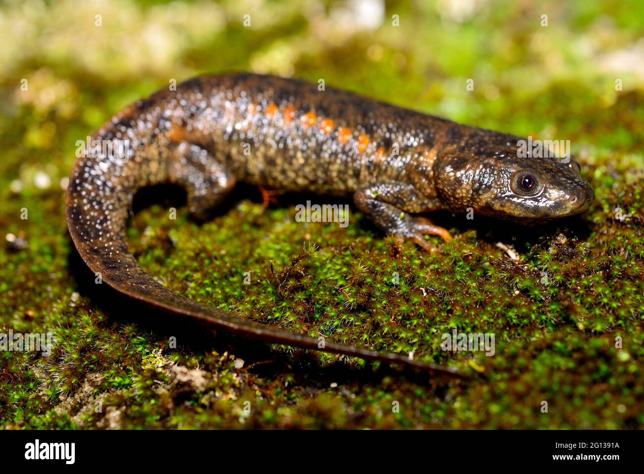 Iberian ribbed newt pleurodeles waltl hi-res stock photography and ...