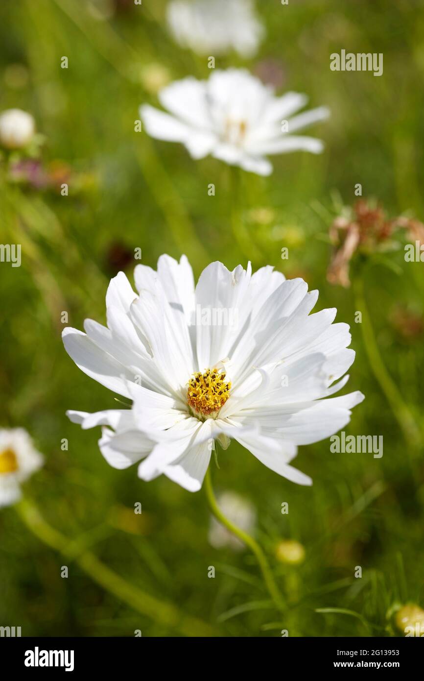 Wildflower bunch hi-res stock photography and images - Alamy