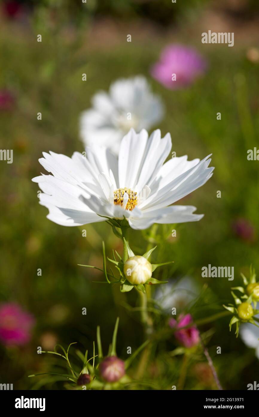 White wildflower flower hi-res stock photography and images - Alamy