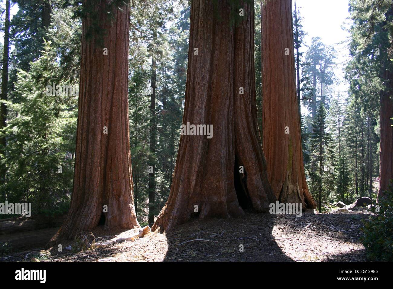 majestic tree trunks of the giant redwoods Stock Photo - Alamy