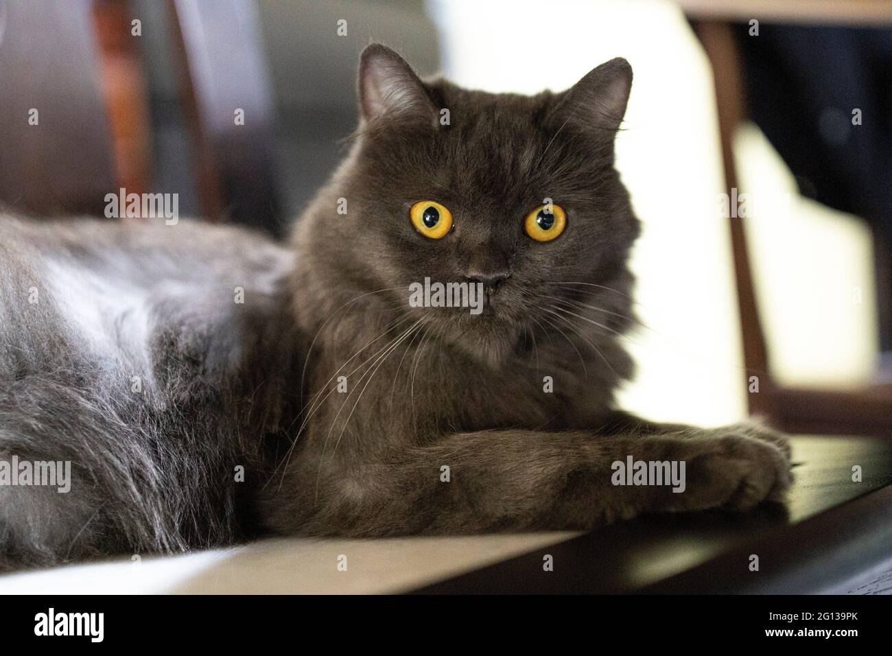 Grey yellow cat hi-res stock photography and images - Alamy