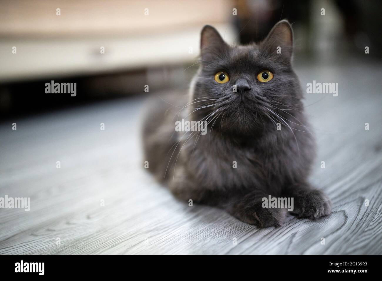 Grey cat yellow eyes hi-res stock photography and images - Alamy
