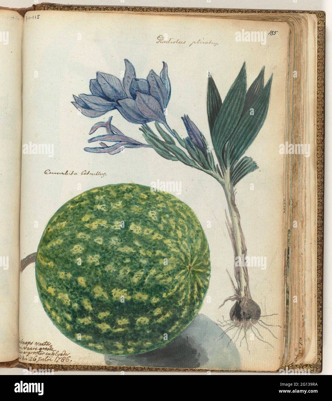 Cape watermelon and gladiolus. Color drawing of a grare size melon. And ...