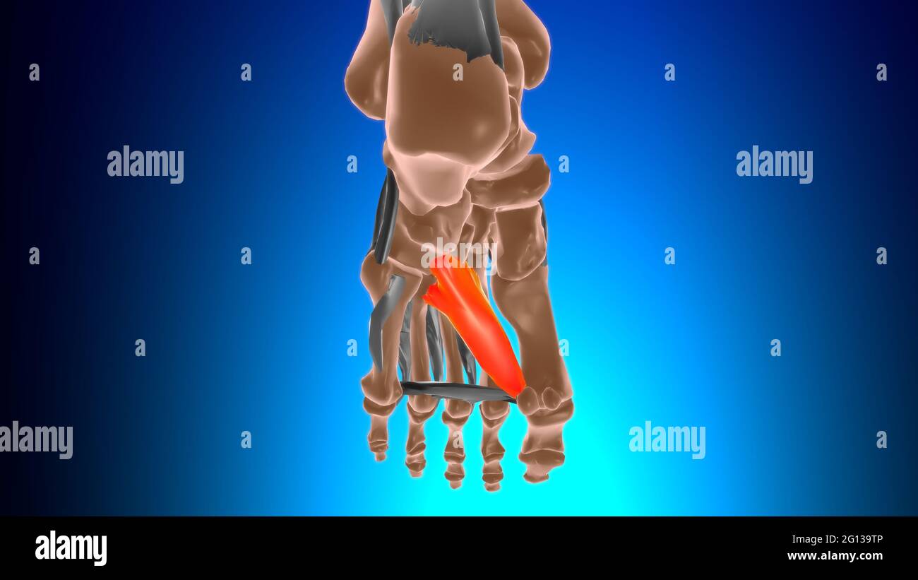 Oblique head of adductor hallucis Muscle Anatomy For Medical Concept 3D ...