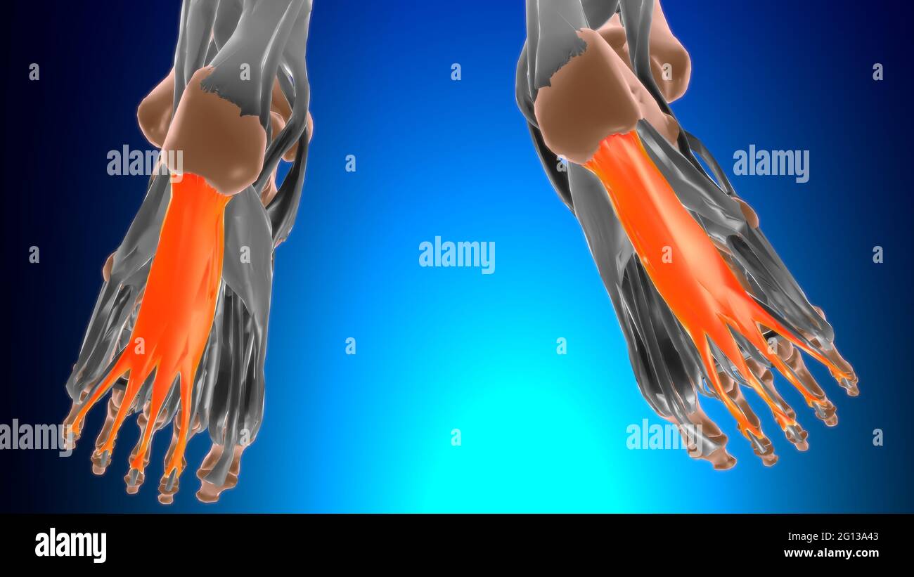 Flexor Digitorum Longus Model