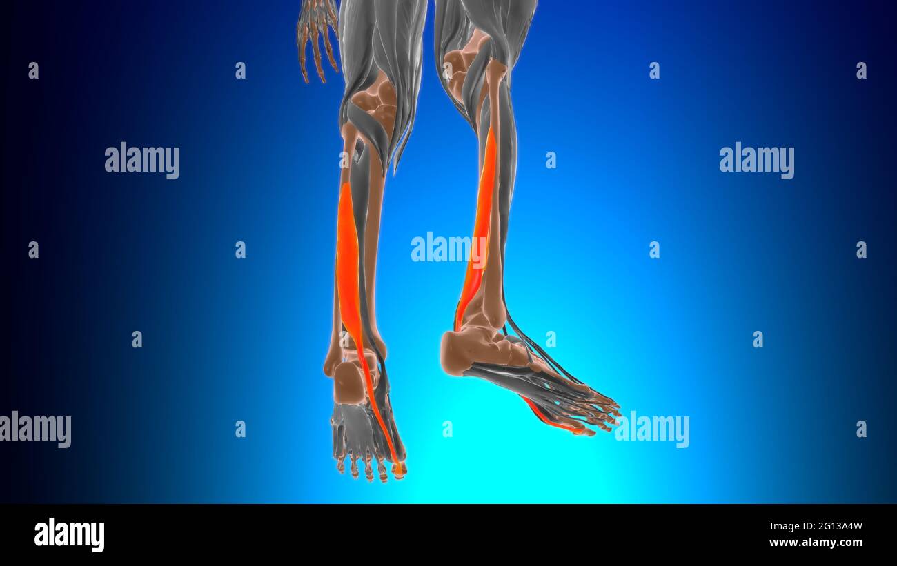Flexor hallucis longus Muscle Anatomy For Medical Concept 3D ...