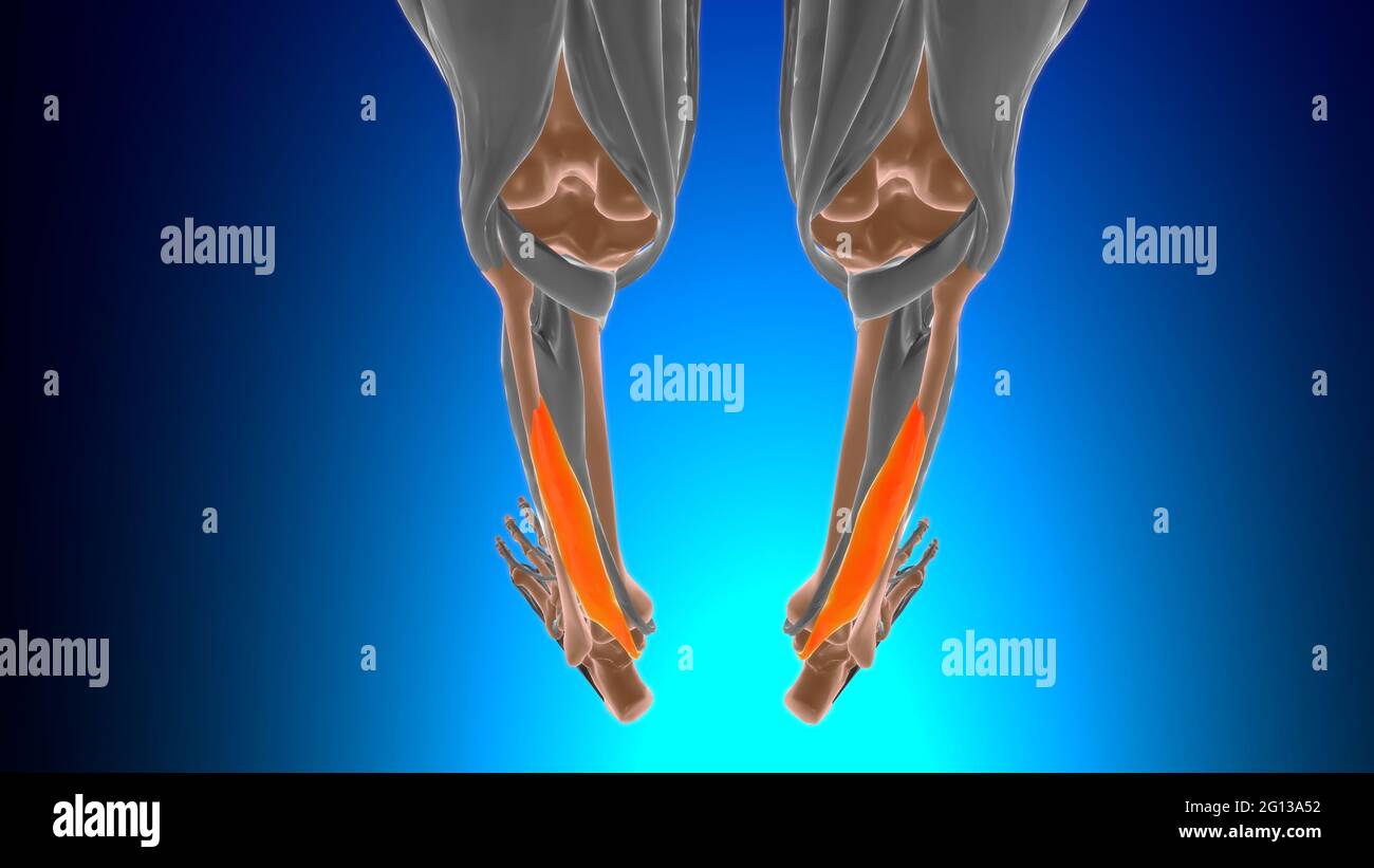 Flexor hallucis longus Muscle Anatomy For Medical Concept 3D ...