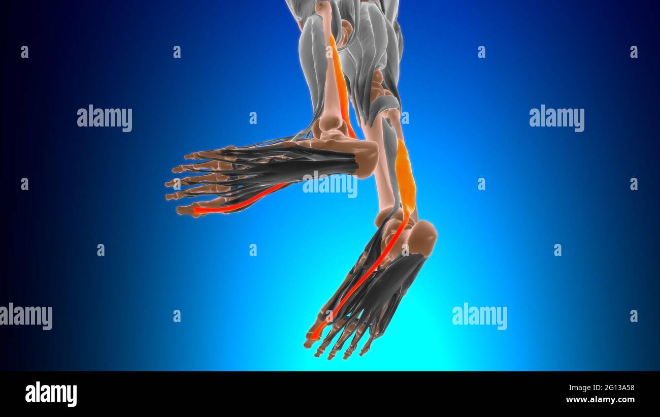 Flexor hallucis longus hi-res stock photography and images - Alamy