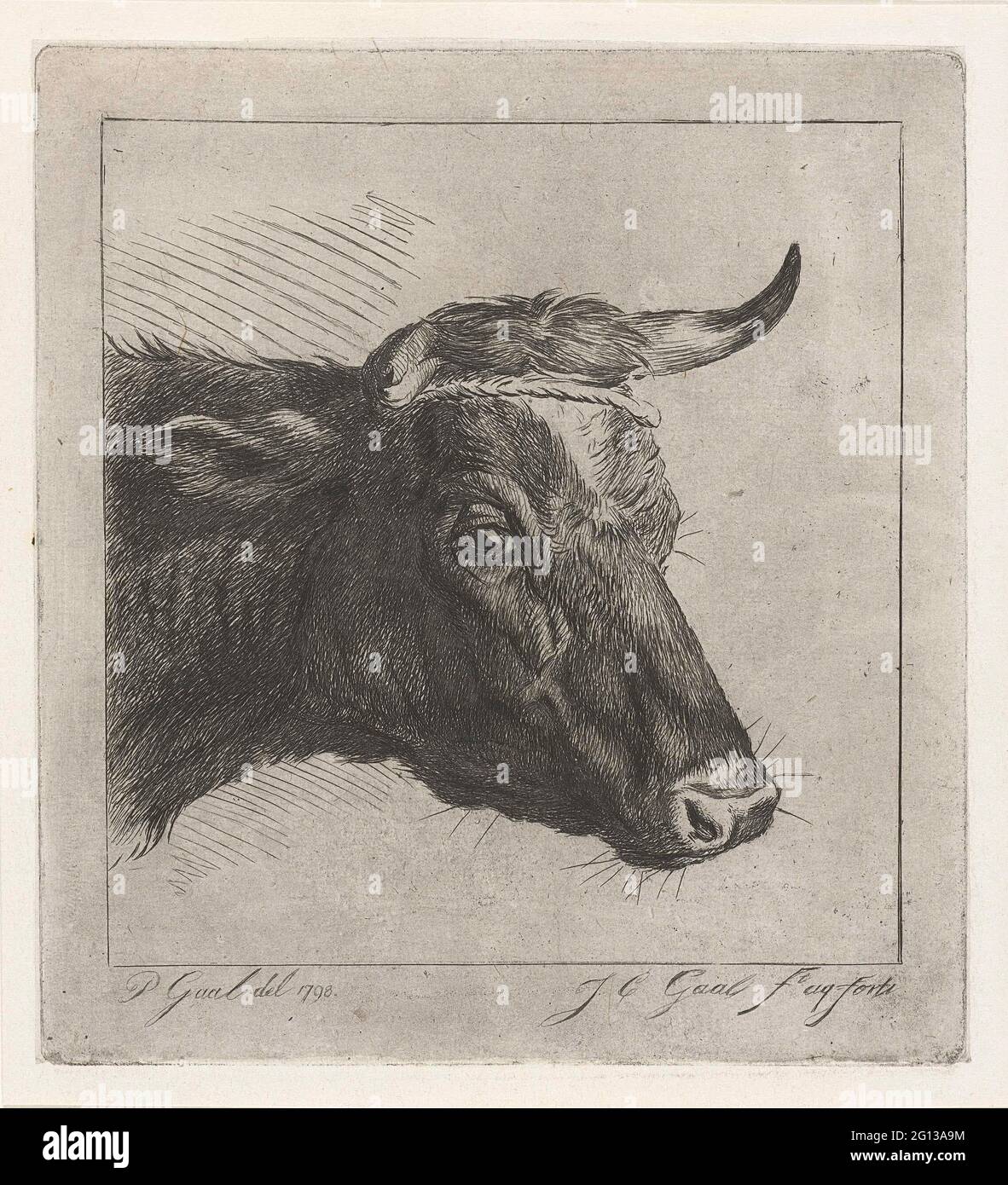 Head cow rope around hi-res stock photography and images - Alamy