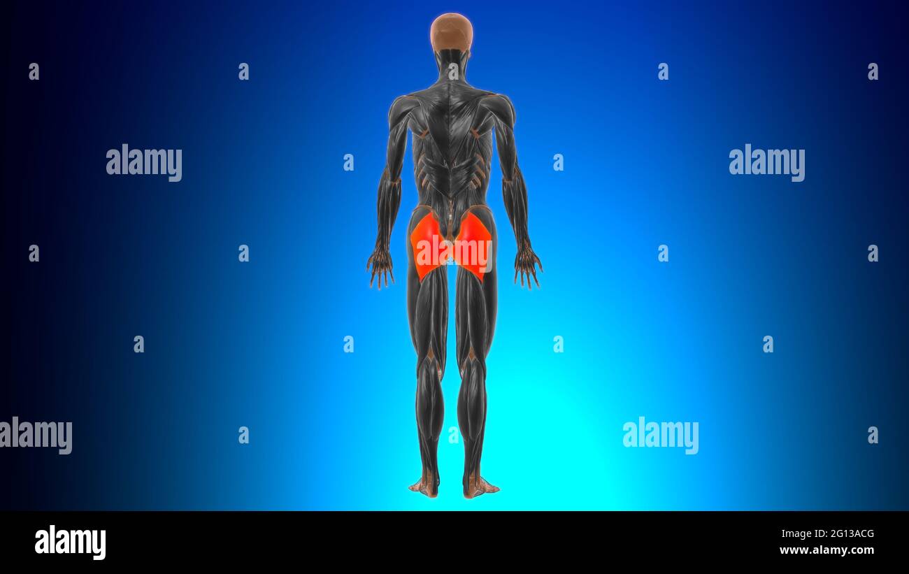 Gluteus maximus Muscle Anatomy For Medical Concept 3D Illustration ...
