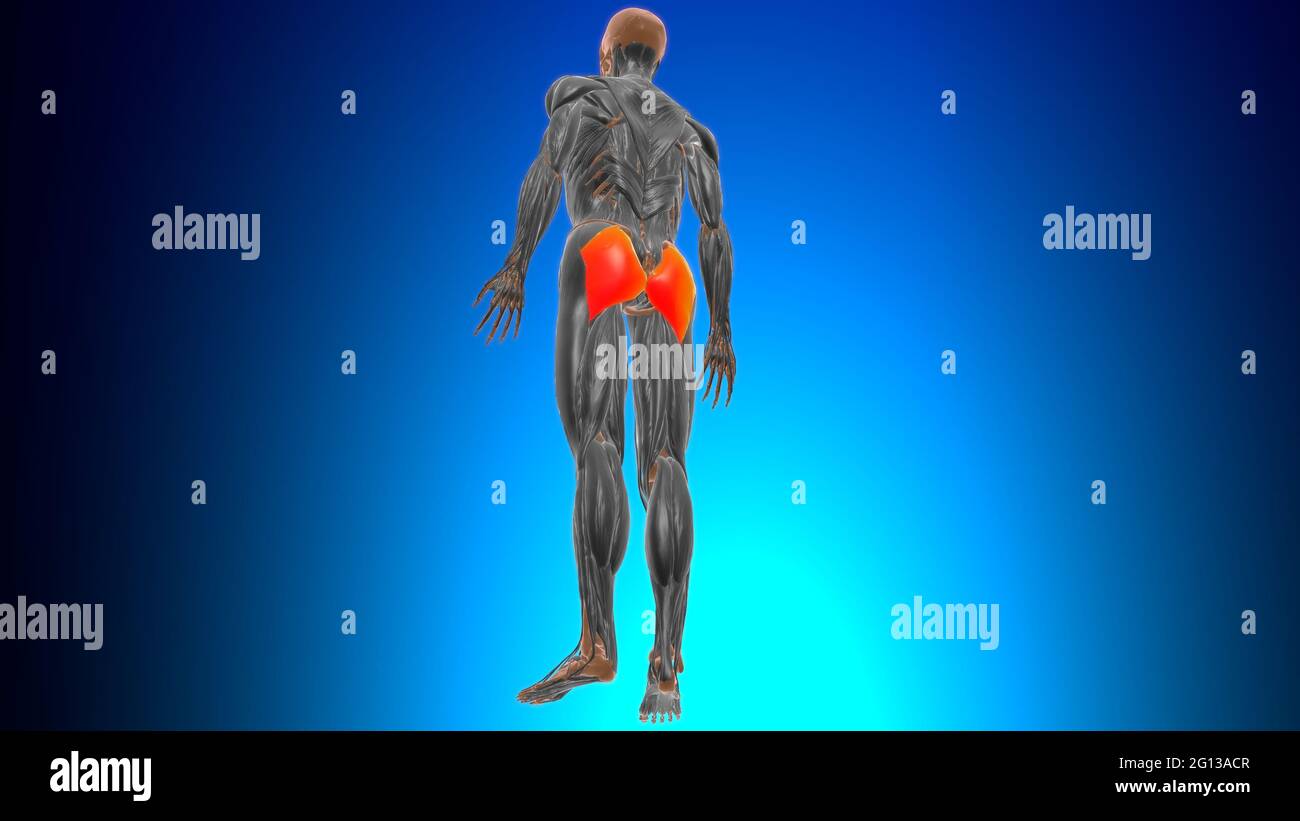 Gluteus maximus Muscle Anatomy For Medical Concept 3D Illustration ...