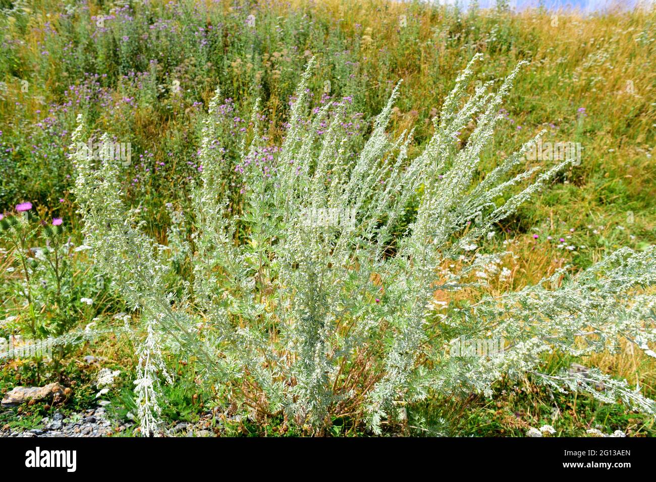Artemisia absinthium absinthium hi-res stock photography and images - Alamy