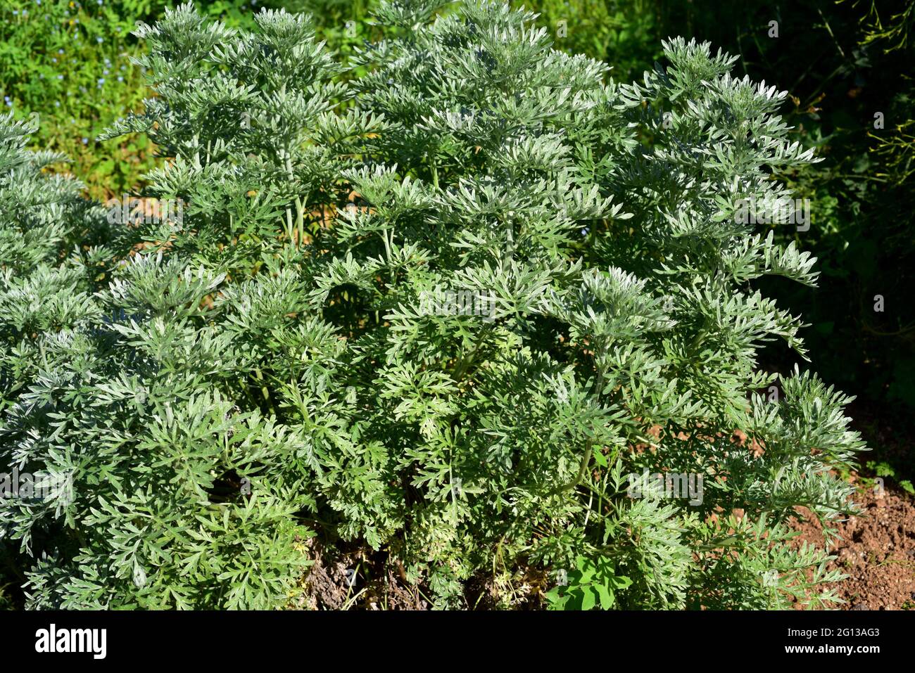 Artemisia absinthium absinthium hi-res stock photography and images - Alamy
