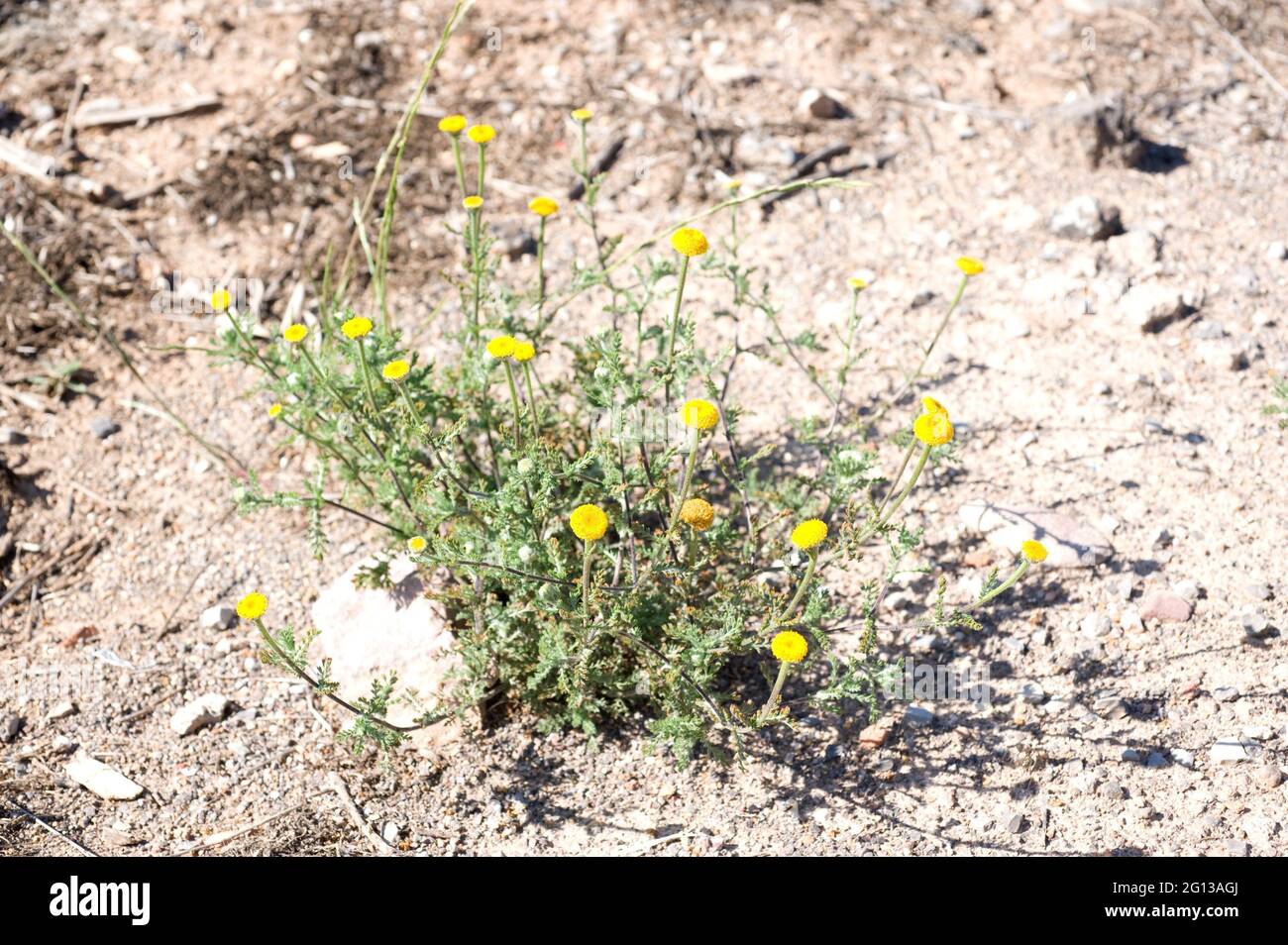 Valentinus High Resolution Stock Photography and Images - Alamy