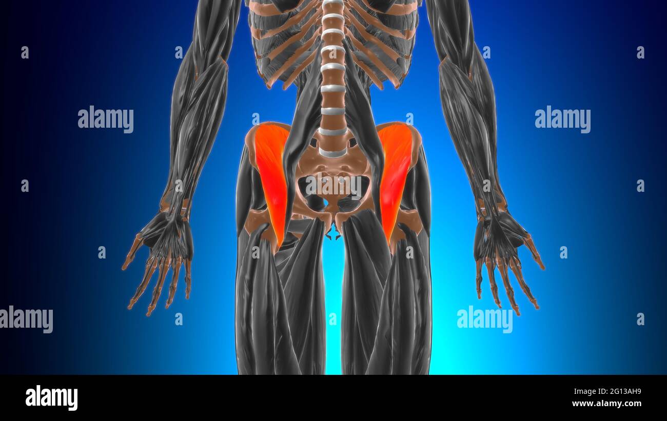 Iliacus Muscle Anatomy For Medical Concept 3D Illustration Stock Photo ...
