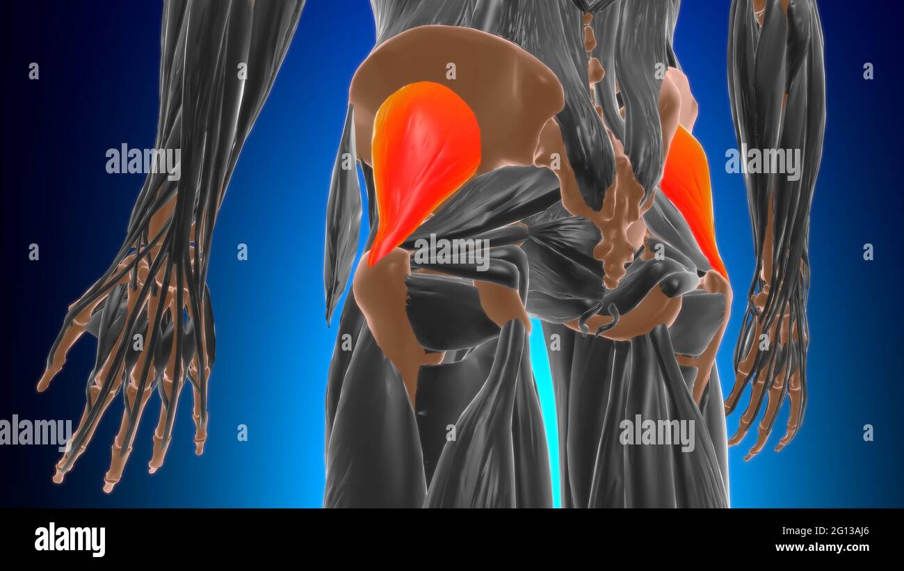 Gluteus minimus Muscle Anatomy For Medical Concept 3D Illustration ...