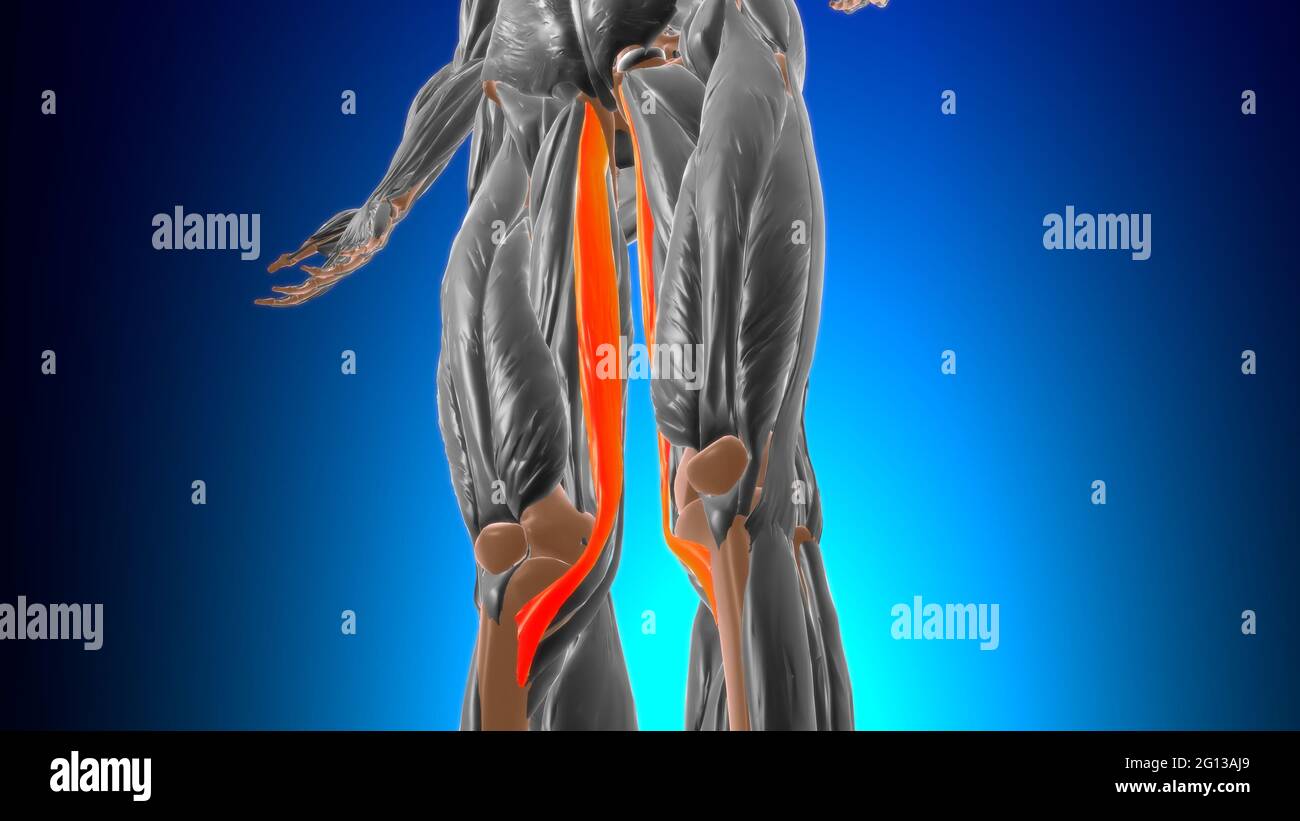 Gracilis Muscle Anatomy For Medical Concept 3D Illustration Stock Photo ...