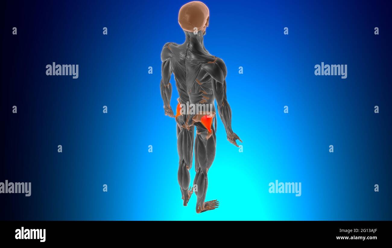 Gluteus minimus Muscle Anatomy For Medical Concept 3D Illustration ...