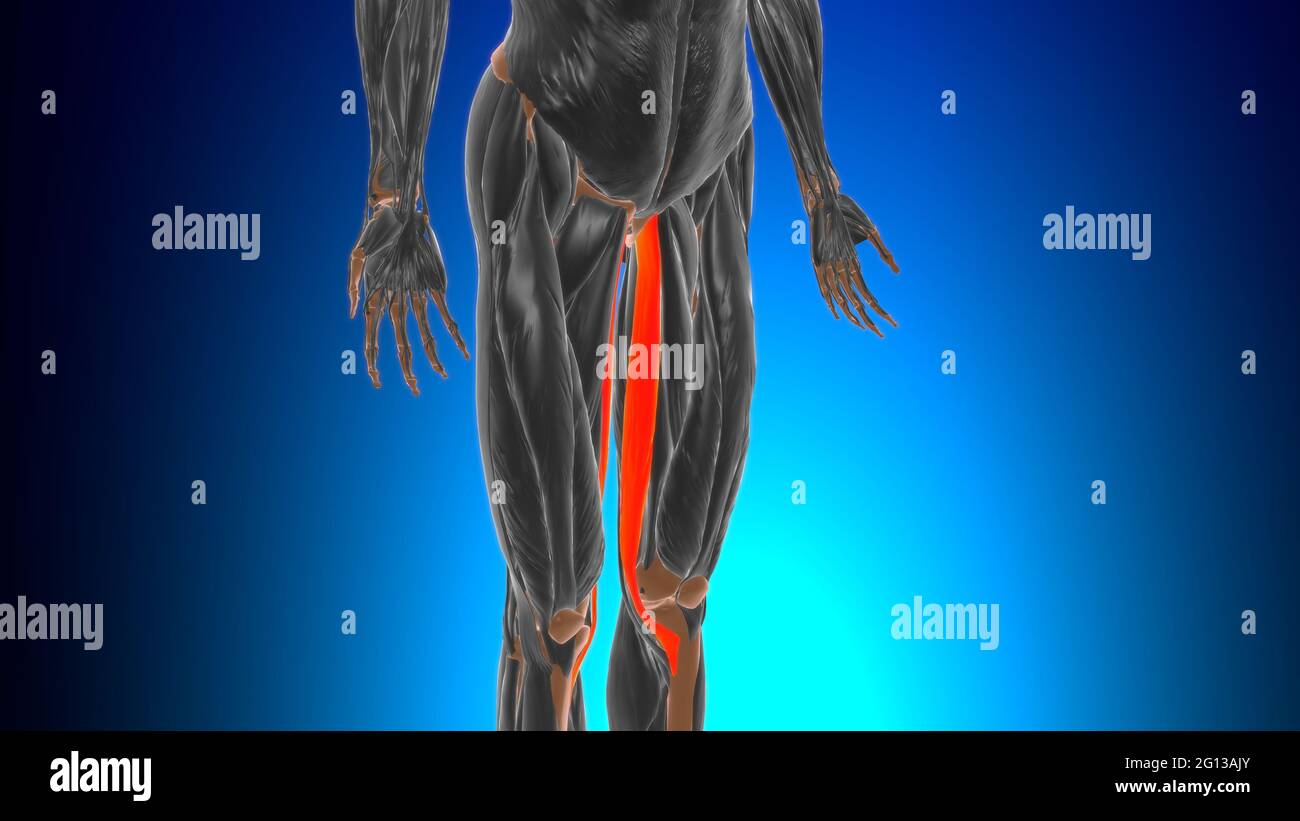 Gracilis muscle hi-res stock photography and images - Alamy