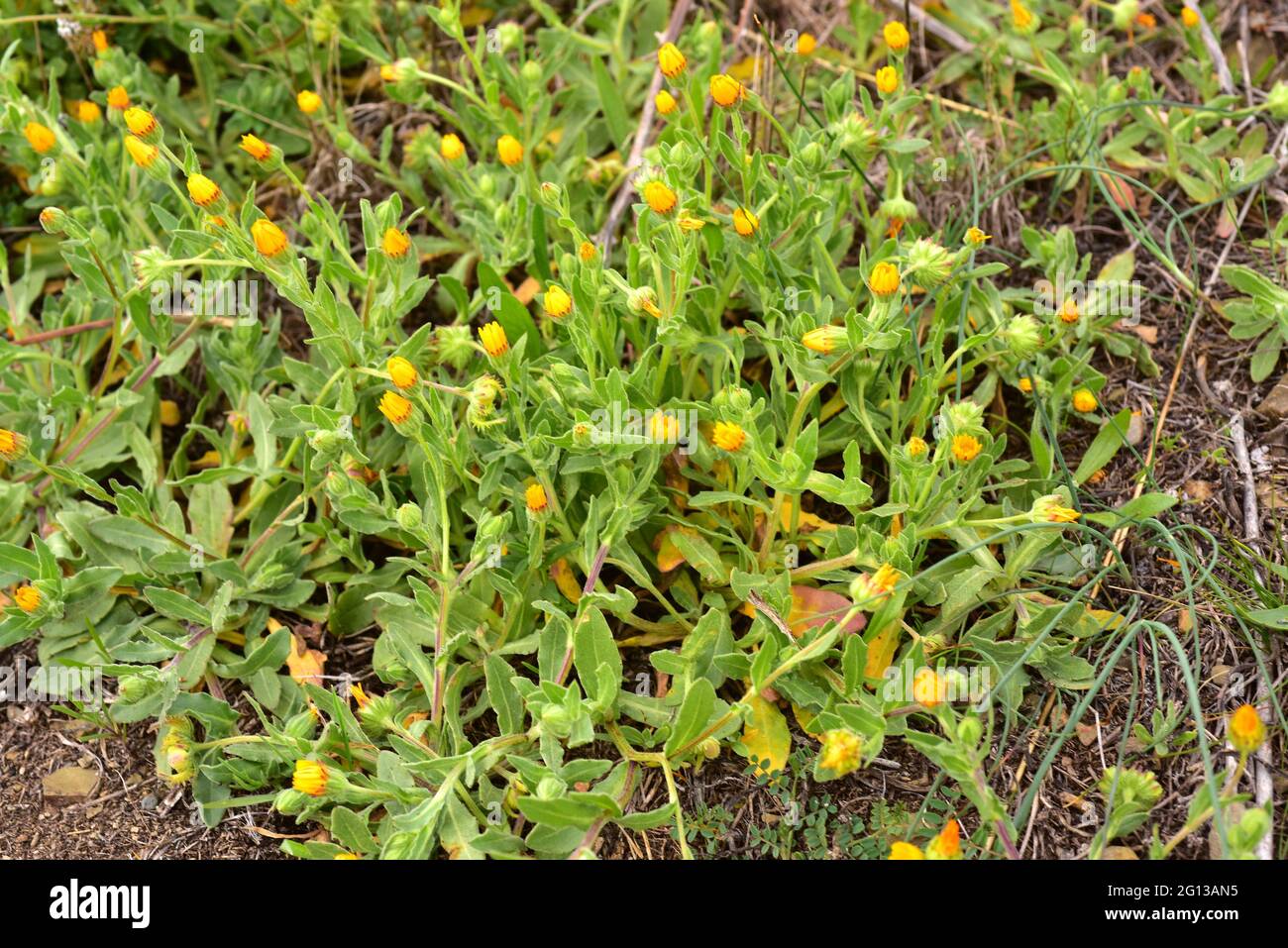 Calendula plant hi-res stock photography and images - Alamy