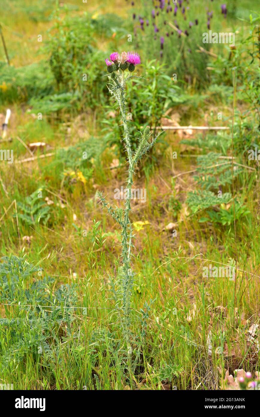 Invasive plant in australia hi-res stock photography and images - Alamy