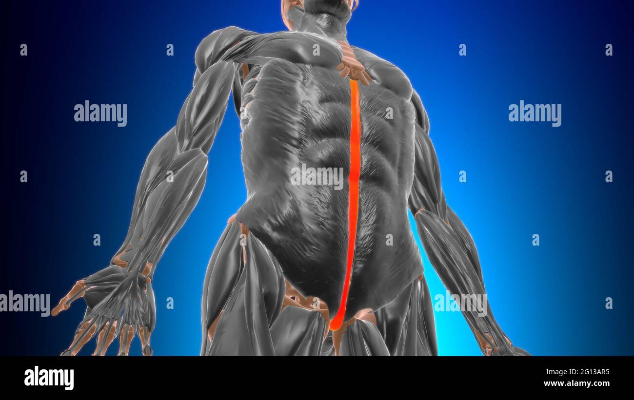 Linea alba hi-res stock photography and images - Alamy