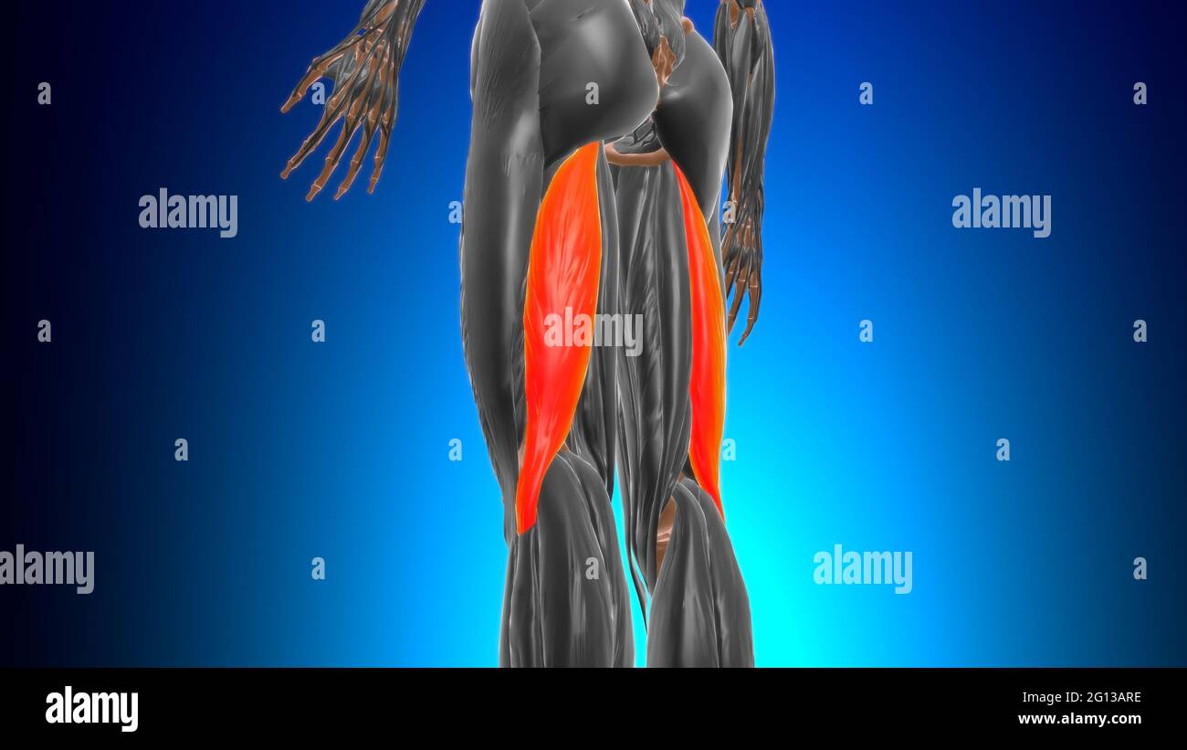 Biceps femoris longus muscle hi-res stock photography and images - Alamy