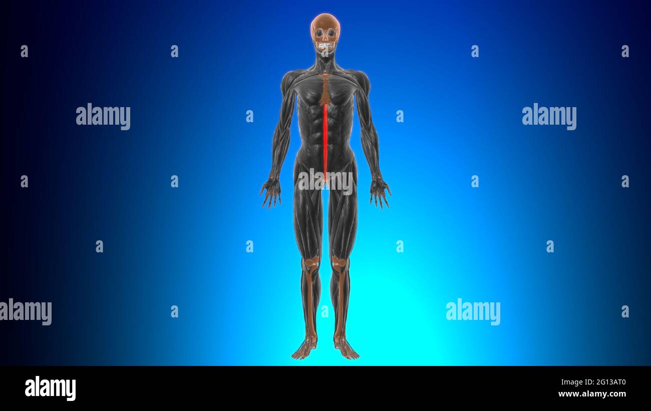 Linea alba Anatomy For Medical Concept 3D Illustration Stock Photo - Alamy