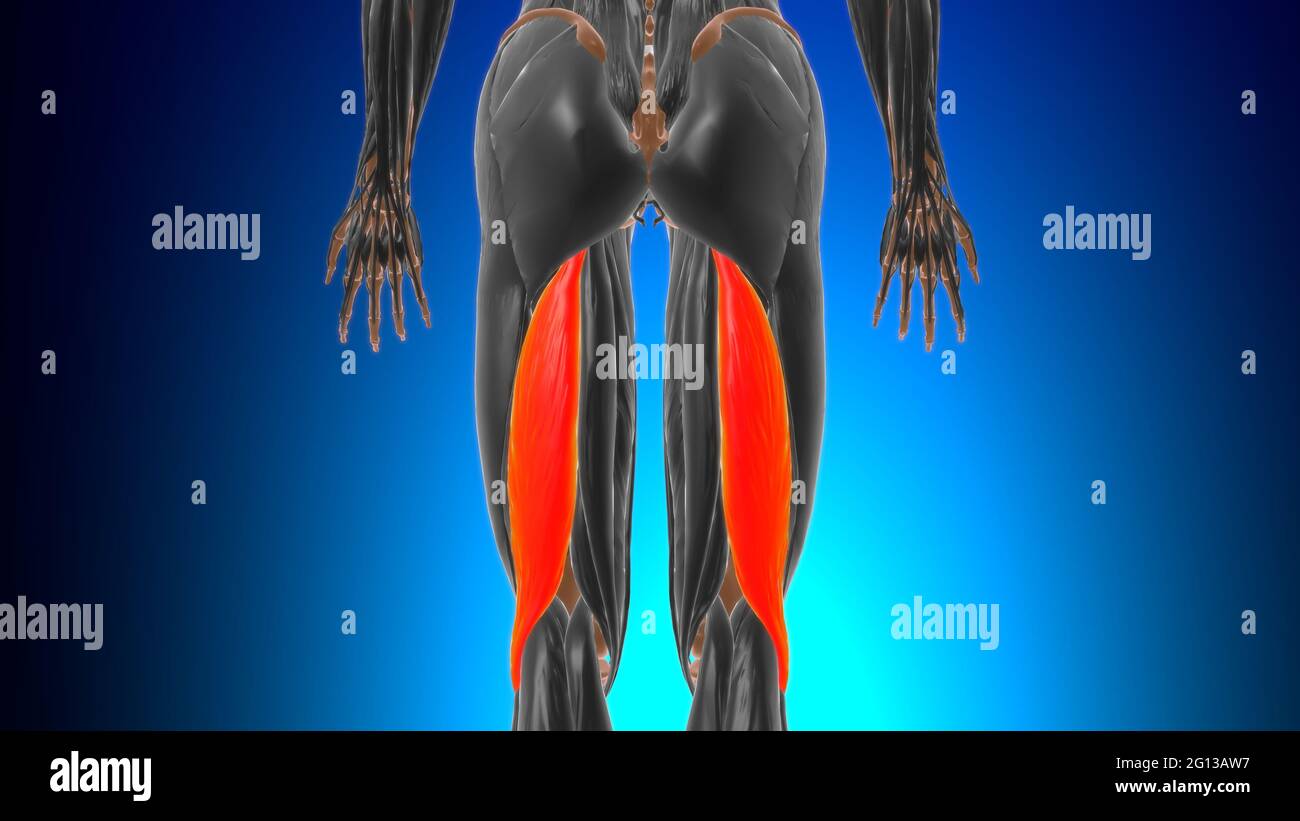 Biceps Femoris Anatomy