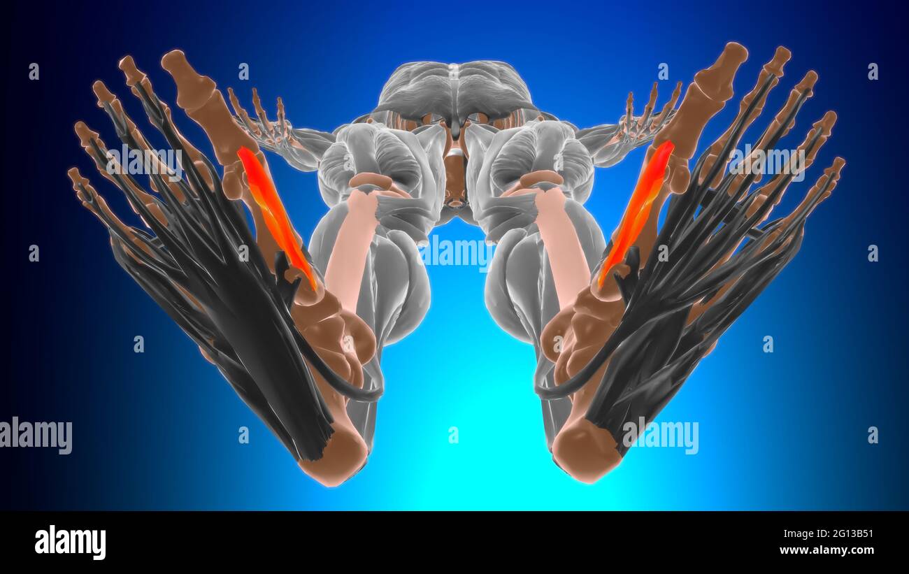 Medial head of flexor hallucis brevis Anatomy For Medical Concept 3D ...