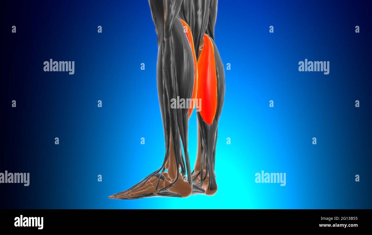 Medial head of the gastrocnemius muscle hi-res stock photography and ...