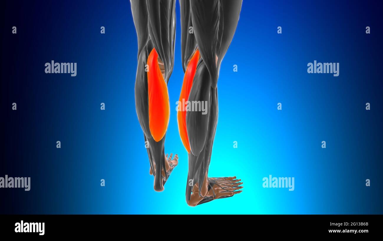 Medial head of gastrocnemius Muscle Anatomy For Medical Concept 3D ...