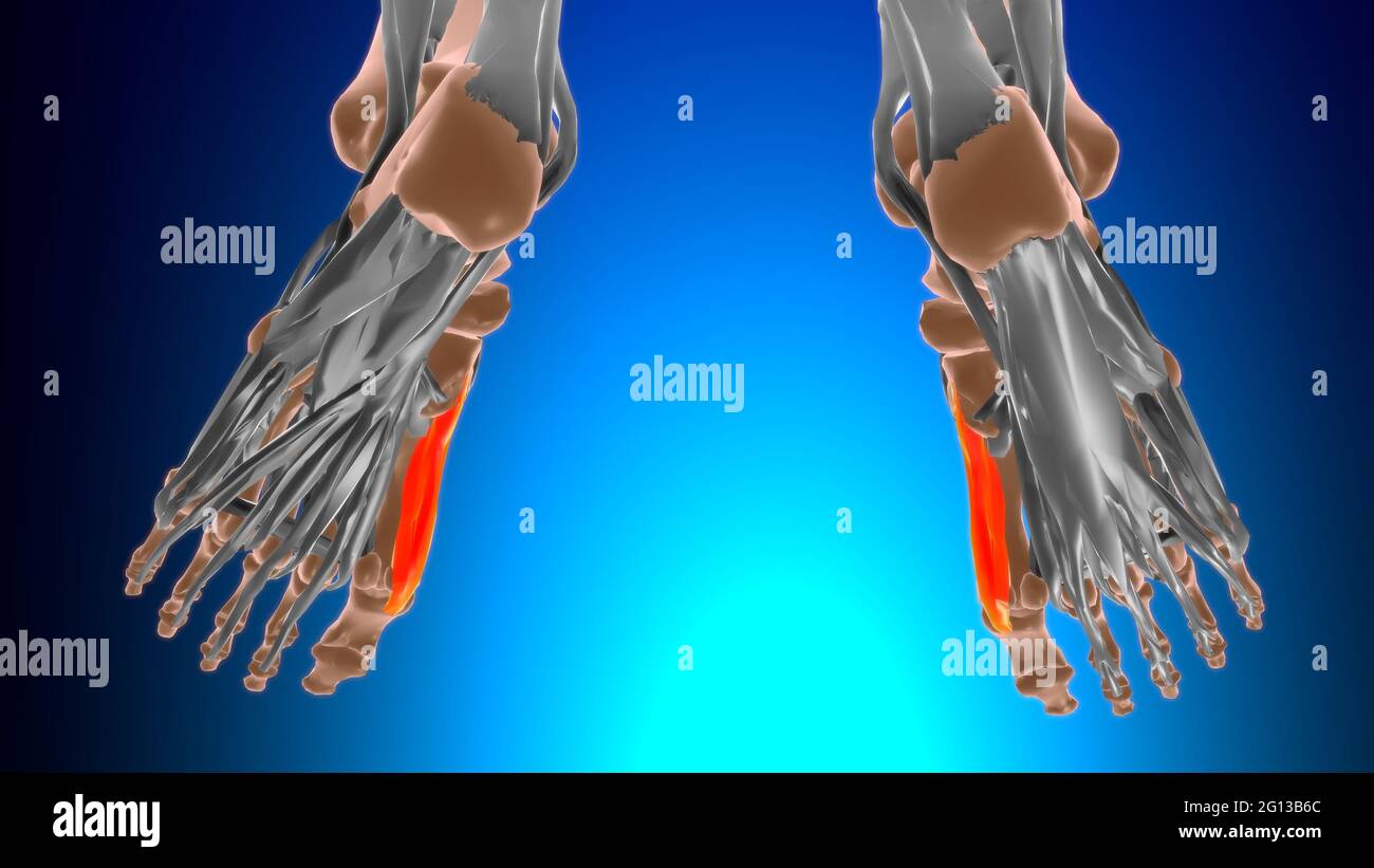 Flexor hallucis longus hi-res stock photography and images - Alamy