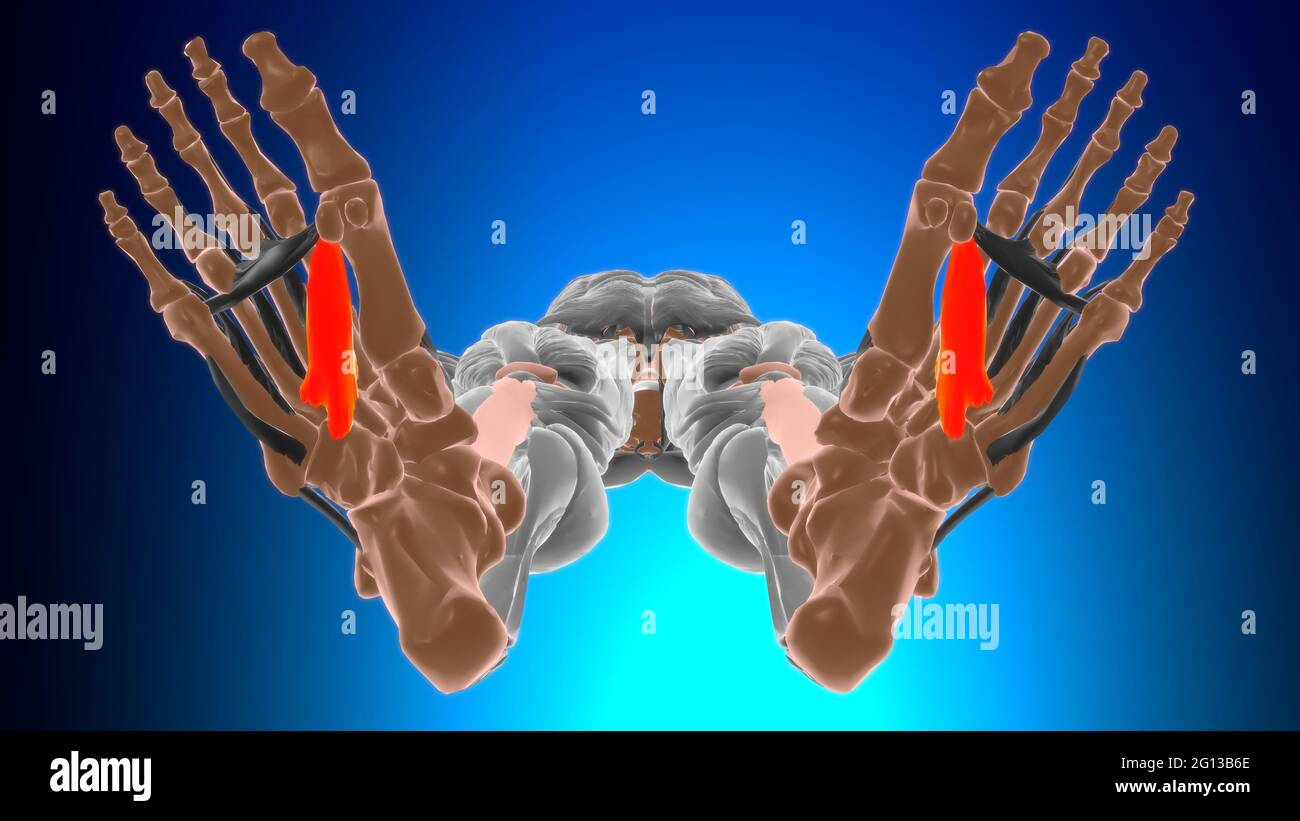 Oblique head of adductor hallucis Muscle Anatomy For Medical Concept 3D ...