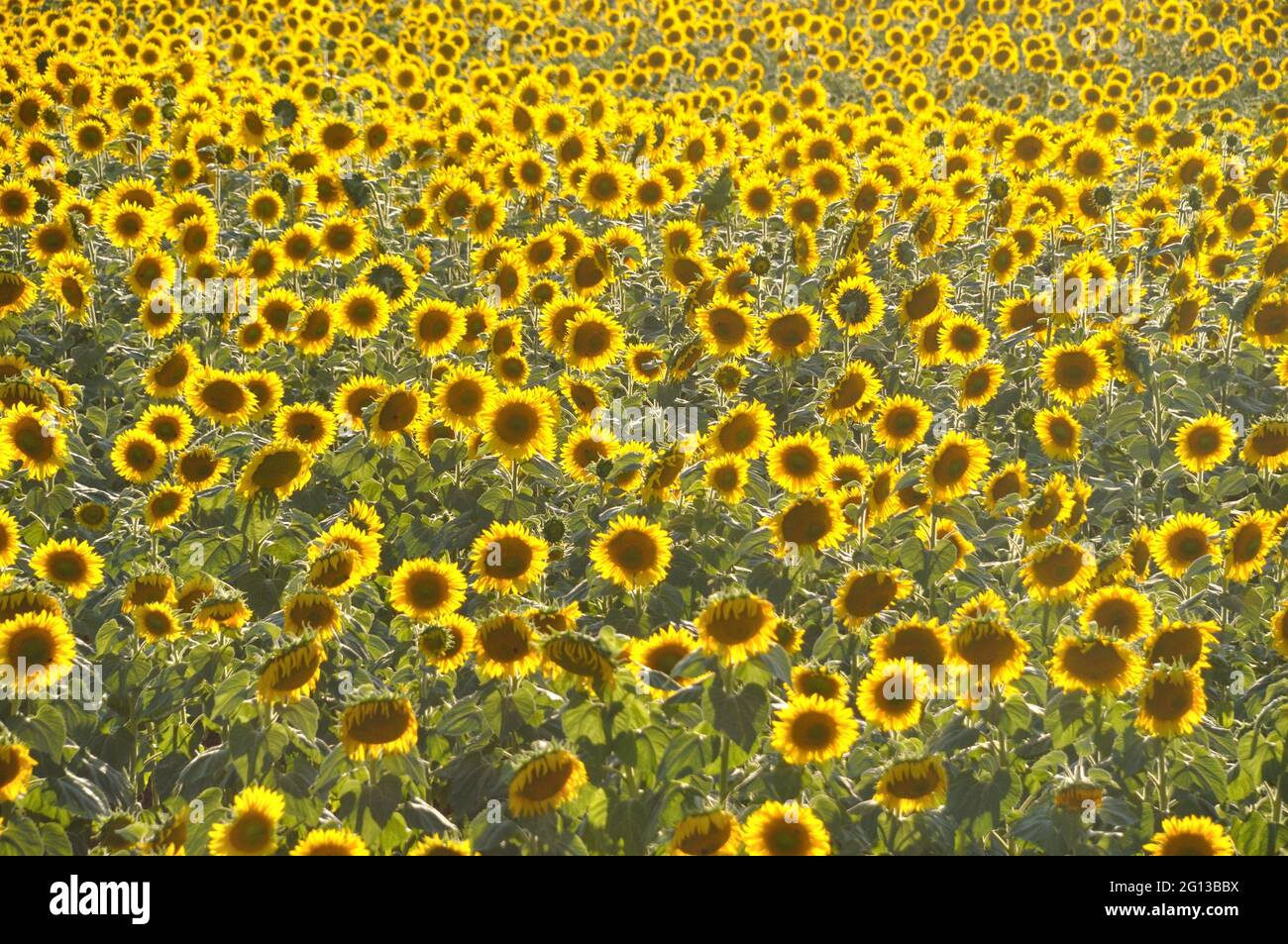 Sun flower field hi-res stock photography and images - Alamy