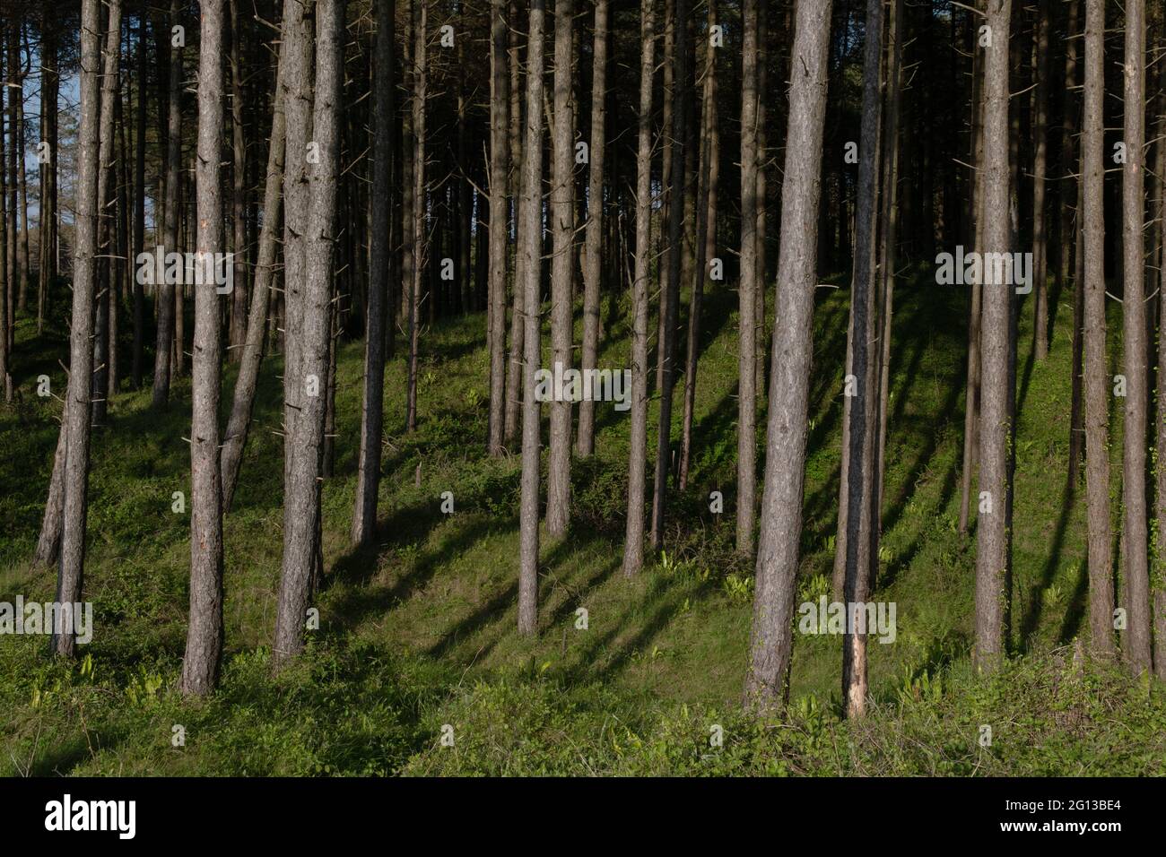 Pine Forest, Whiteford Burrows, The Gower, Wales Stock Photo - Alamy