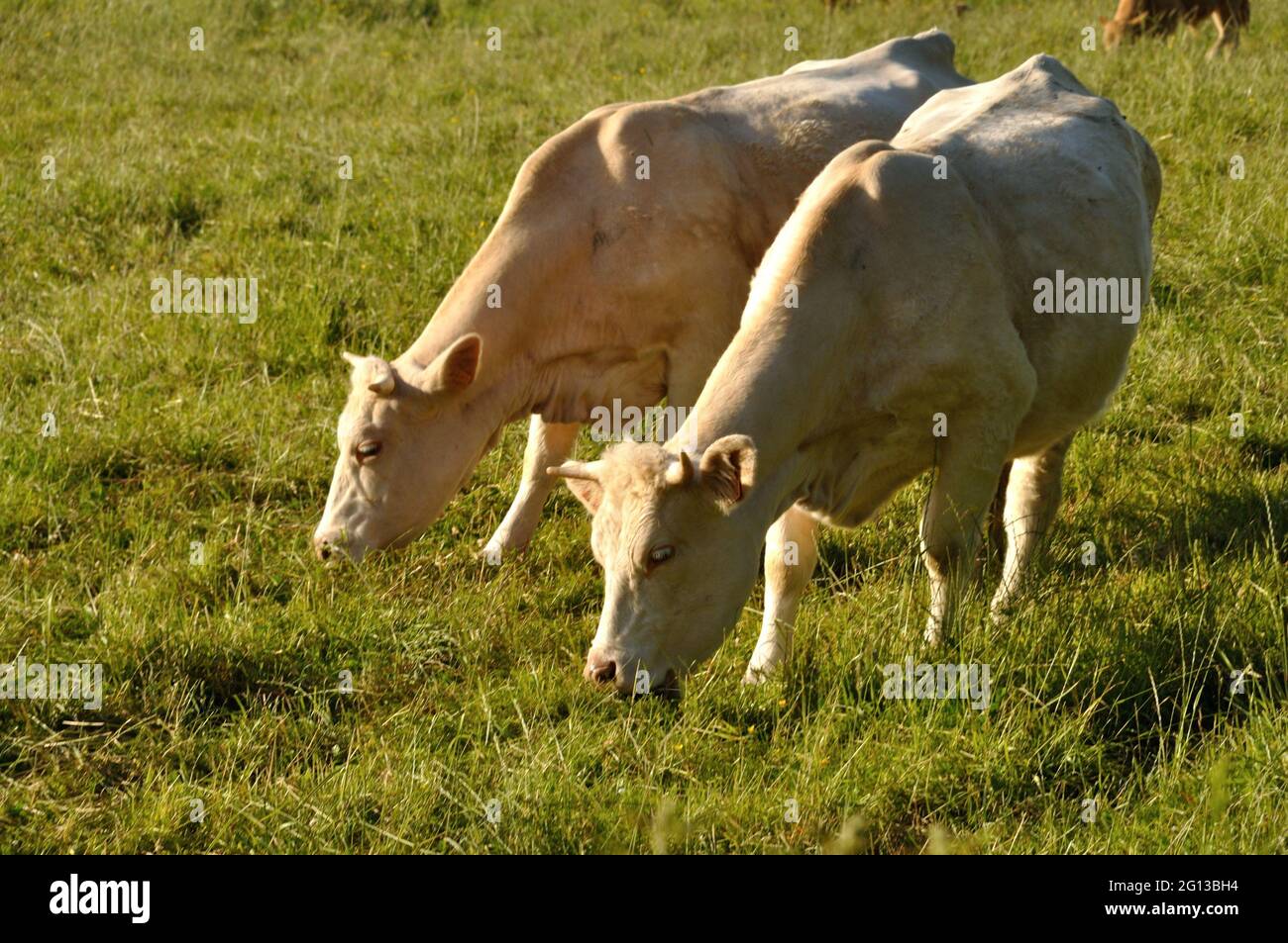 Norman cow hi-res stock photography and images - Alamy