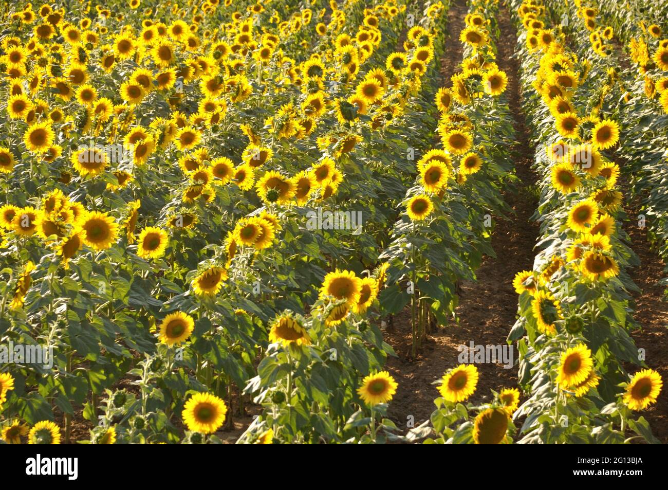 Sun flower field hi-res stock photography and images - Alamy
