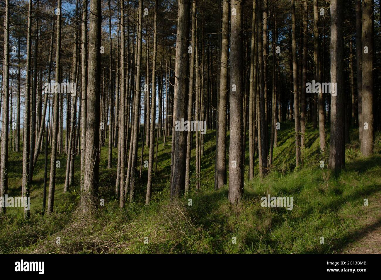 Pine Forest, Whiteford Burrows, The Gower, Wales Stock Photo - Alamy