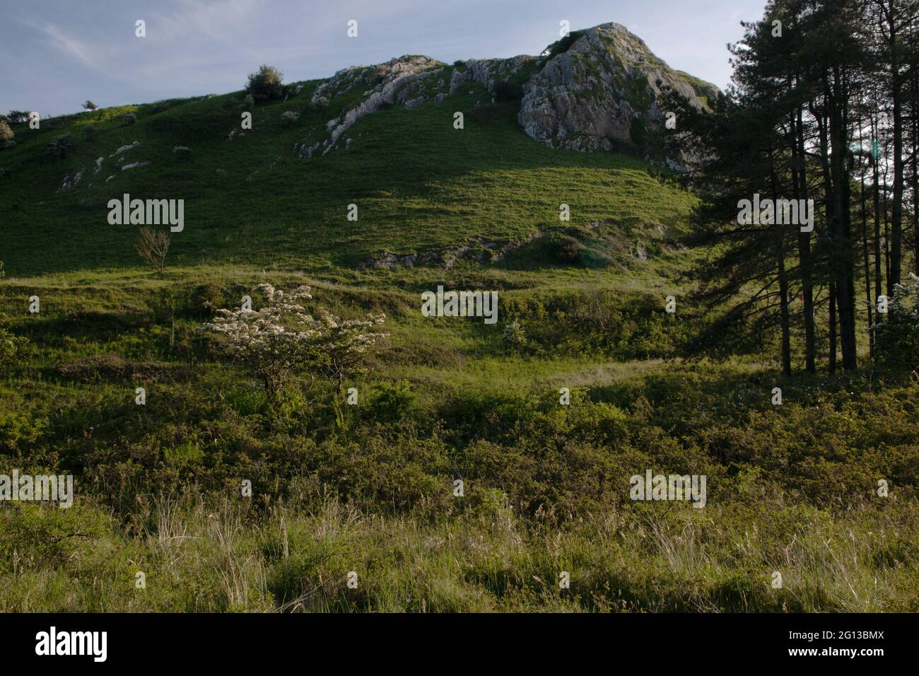 Pine trees overlooking blue hi-res stock photography and images - Alamy