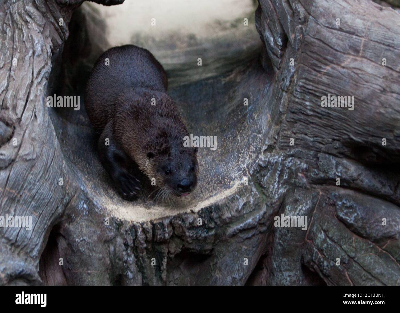 Jumping otter hi-res stock photography and images - Alamy