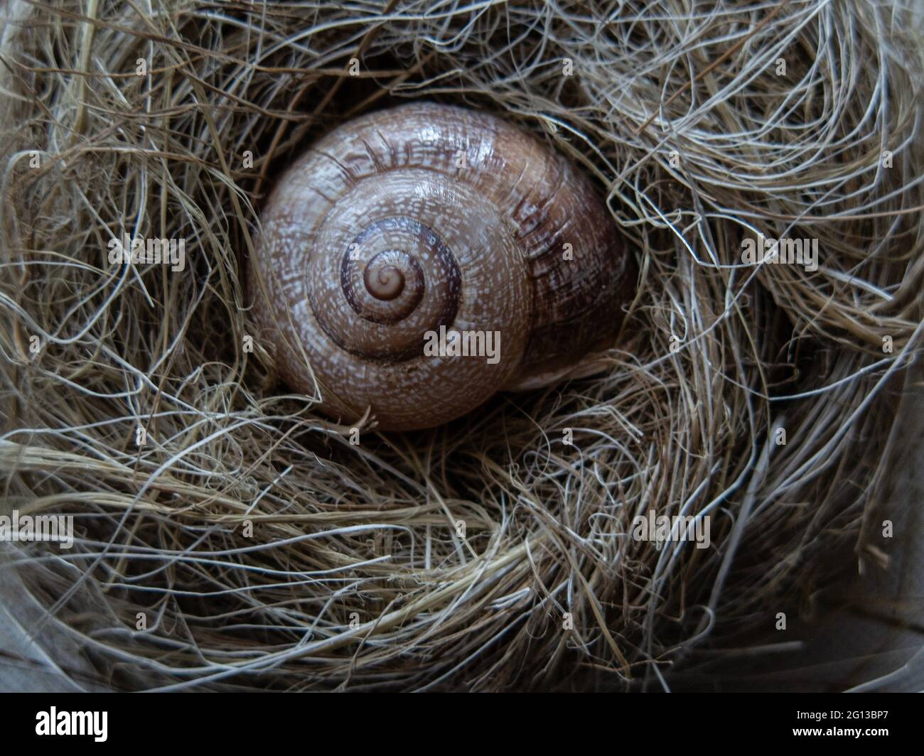 A snail shell cuddled in a bird nest Stock Photo - Alamy