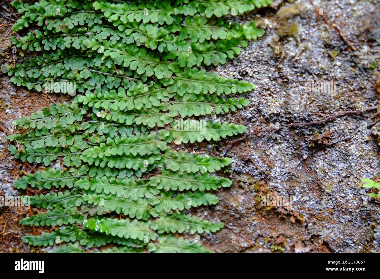 Rainforest fern hi-res stock photography and images - Alamy