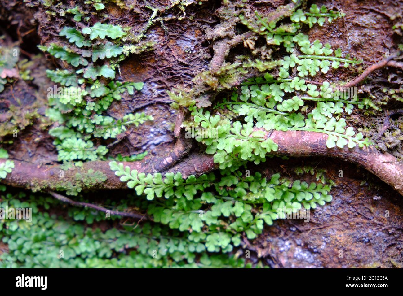 Bunga forest hi-res stock photography and images - Alamy