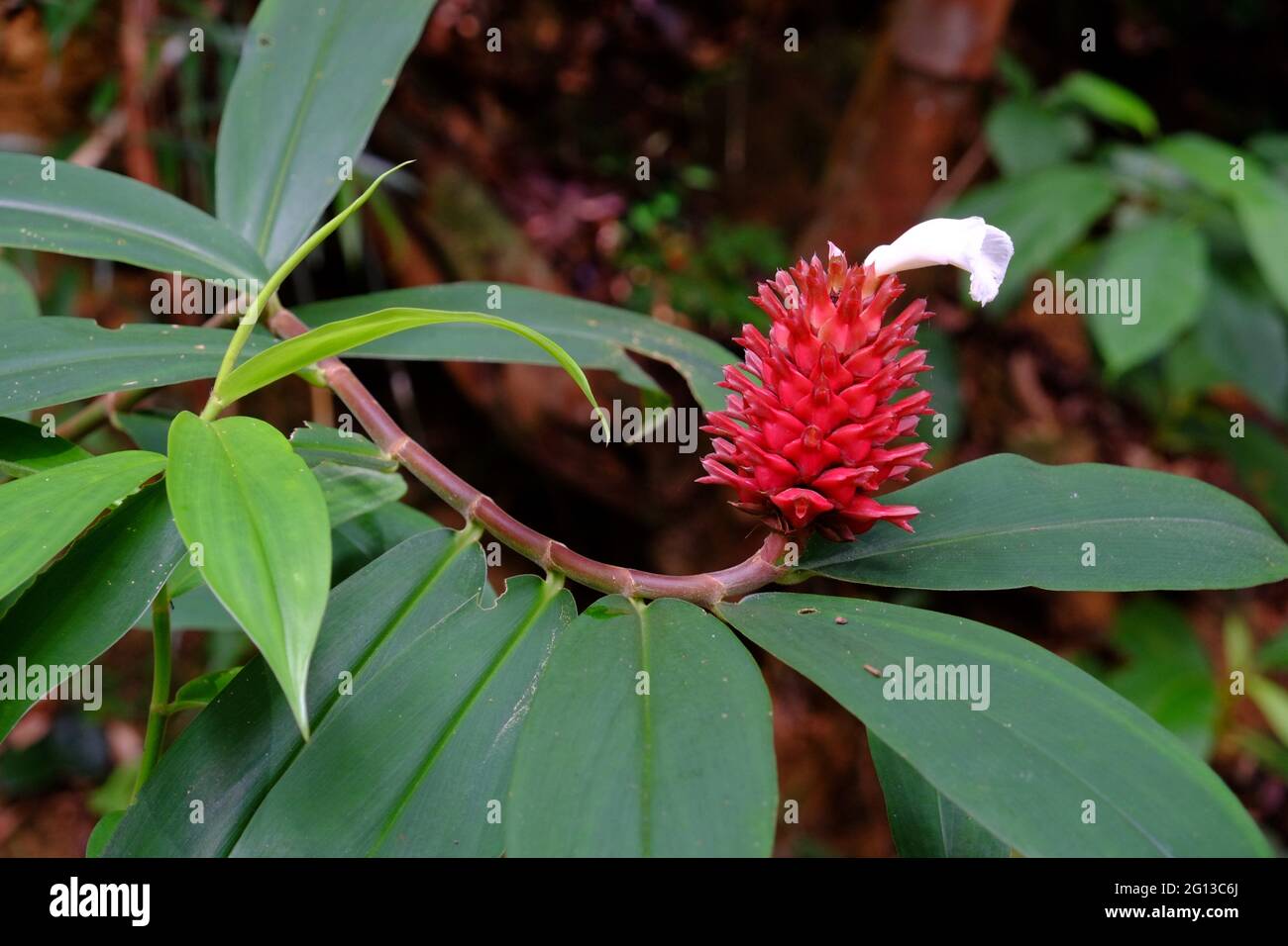 Costus plant tree hi-res stock photography and images - Alamy