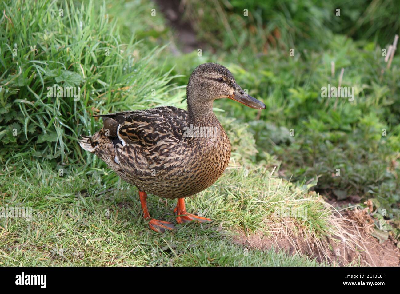 Grass Embankment High Resolution Stock Photography and Images - Alamy