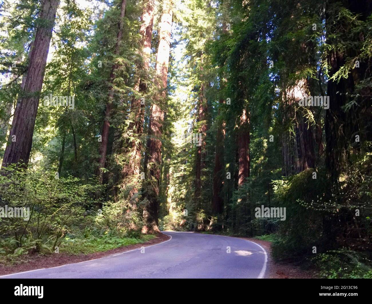 country road disappearing into forest midday Stock Photo - Alamy