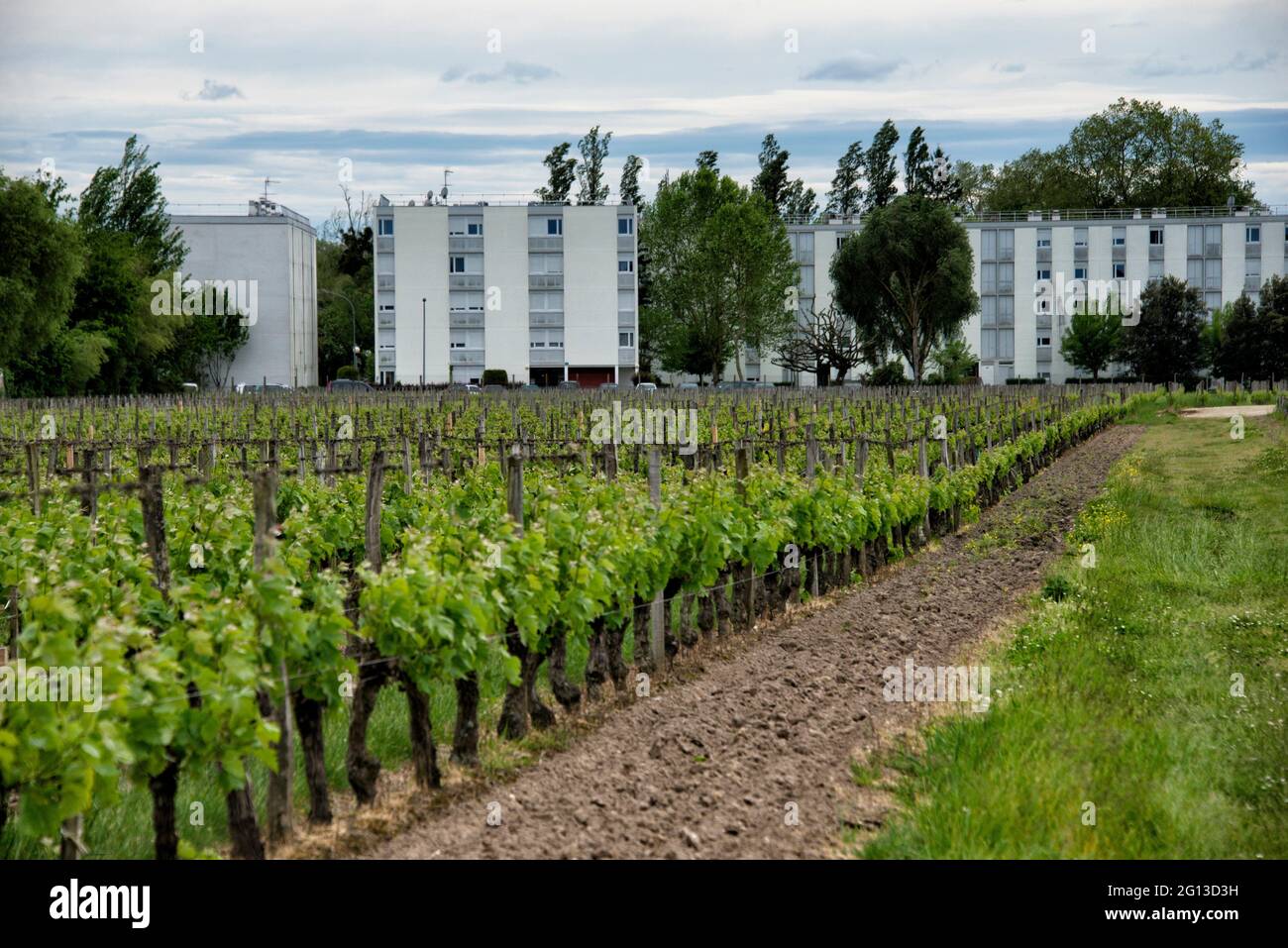Libourne france vineyard hi-res stock photography and images - Alamy